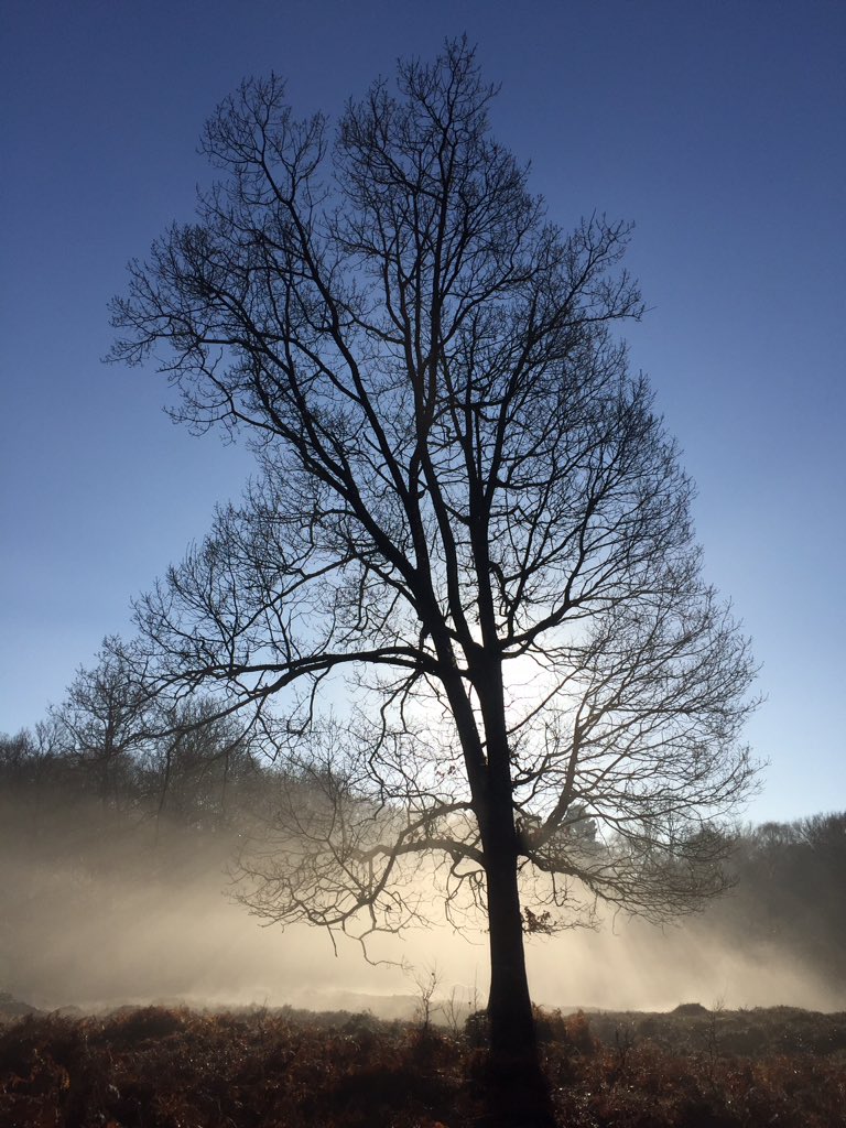 The Best of the New Forest – A Plan To Go