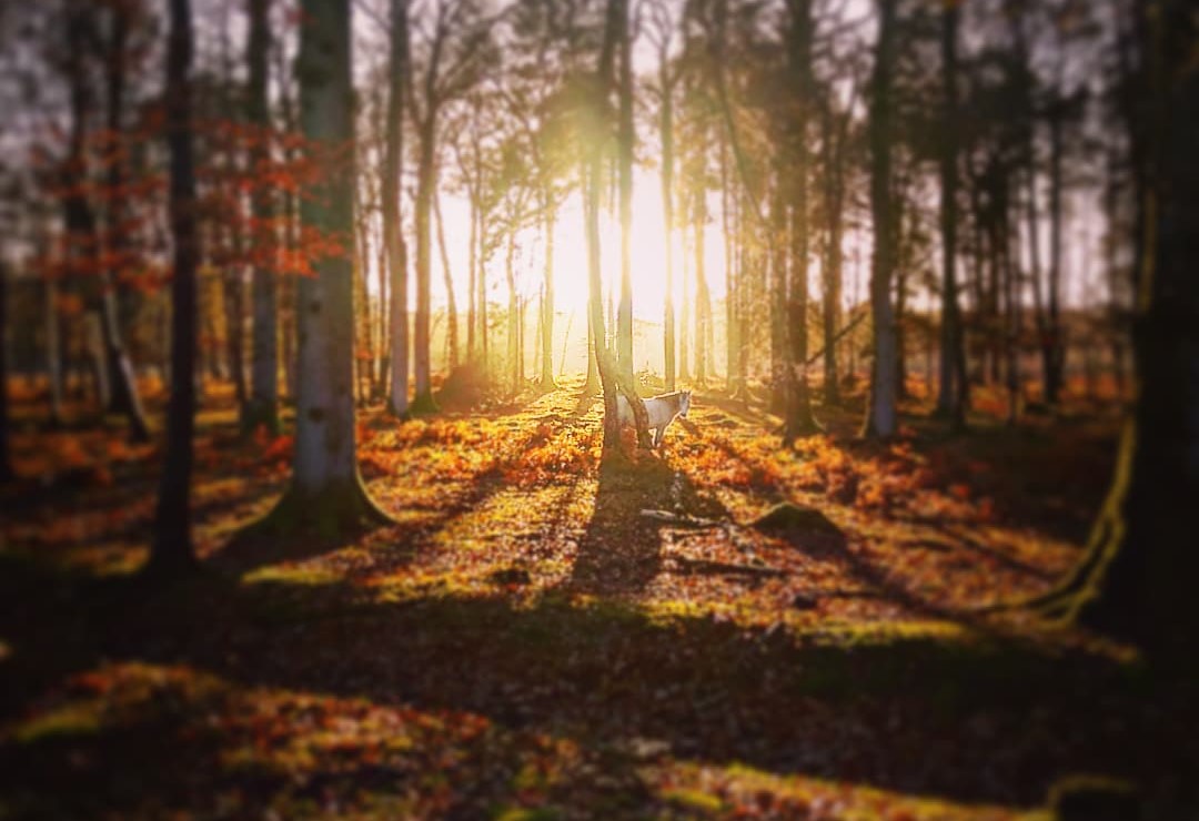 The Best of the New Forest – A Plan To Go